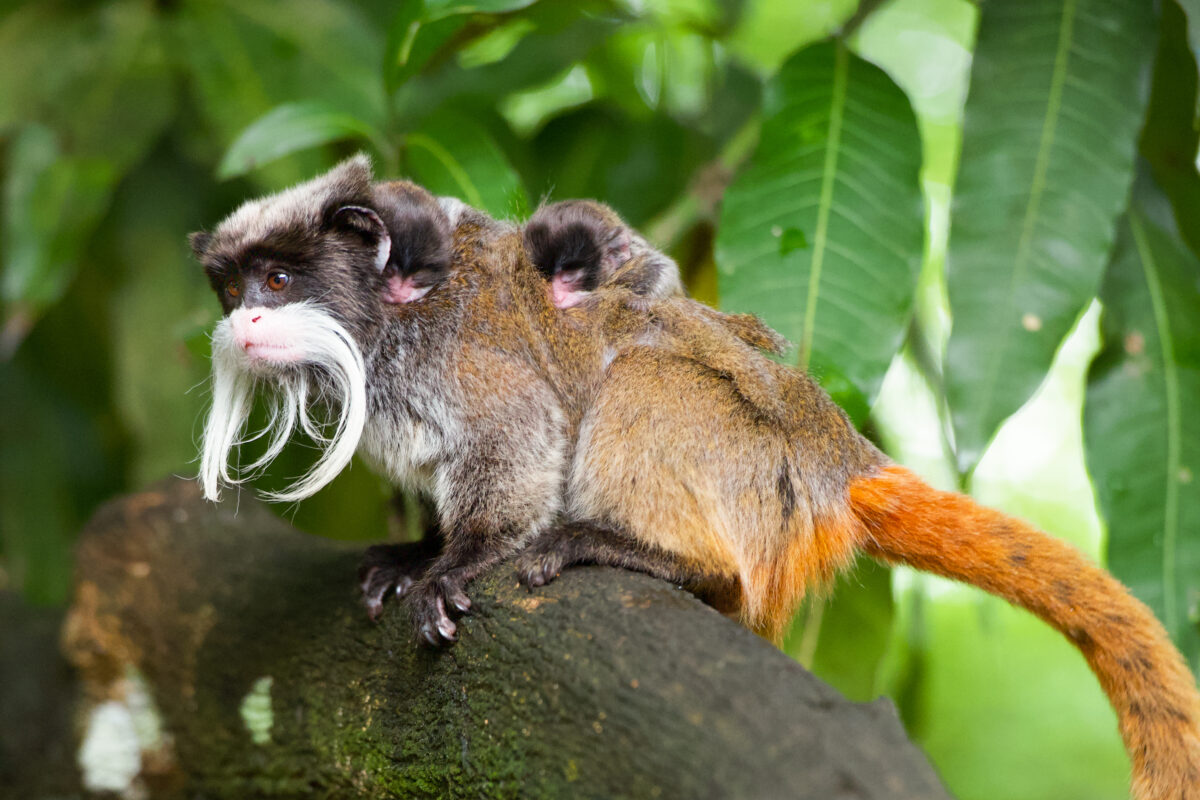 Zoo de Guyane - Nature et Zoo : l'actualité des parcs zoologiques