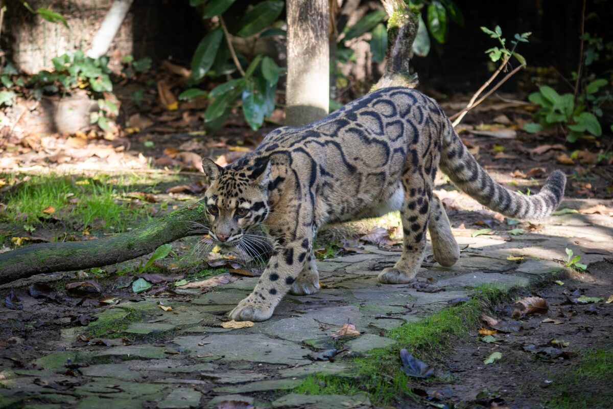 Panthère nébuleuse - Nature et Zoo : l'actualité des zoos en France