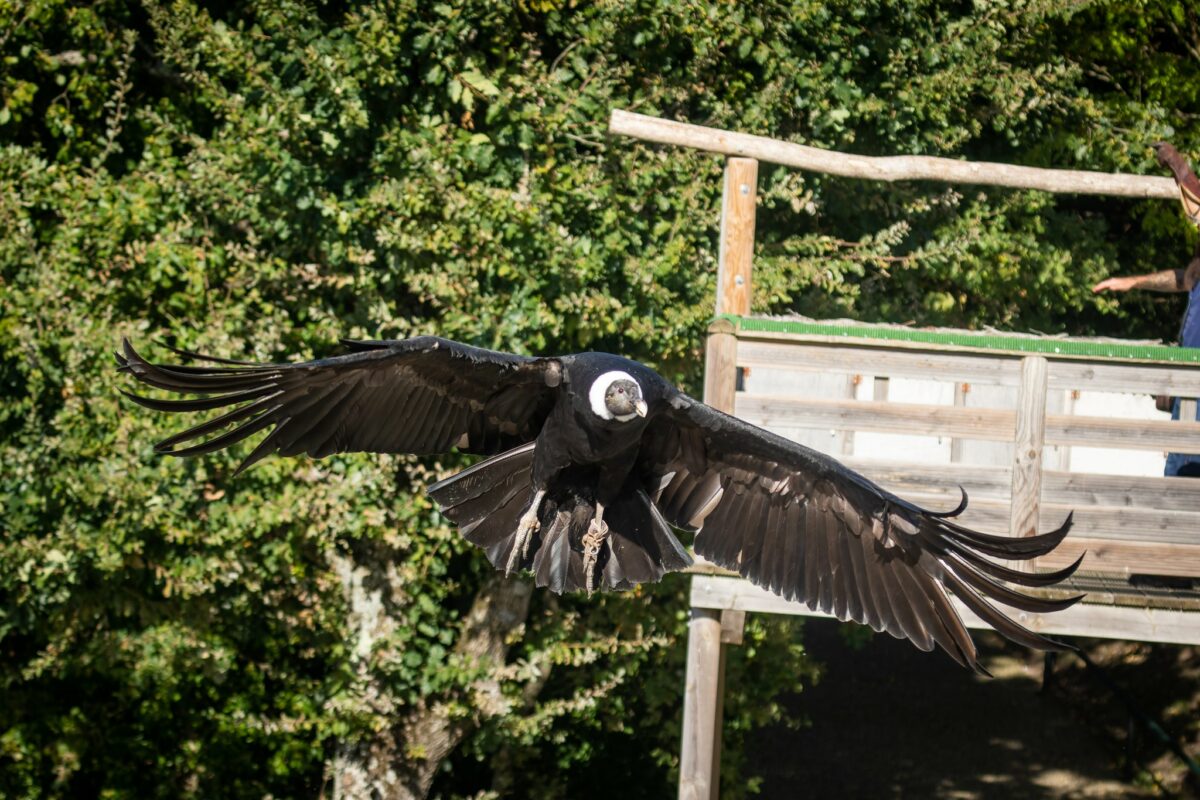 Condor des Andes - Nature et Zoo : l'actualité des zoos en France