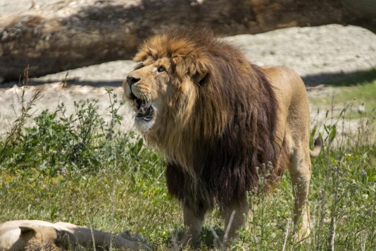 Lion d'Afrique - Nature et Zoo : l'actualité des parcs zoologiques