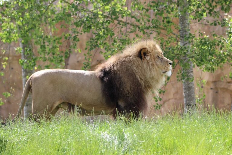 Lion d'Afrique - Nature et Zoo : l'actualité des parcs zoologiques