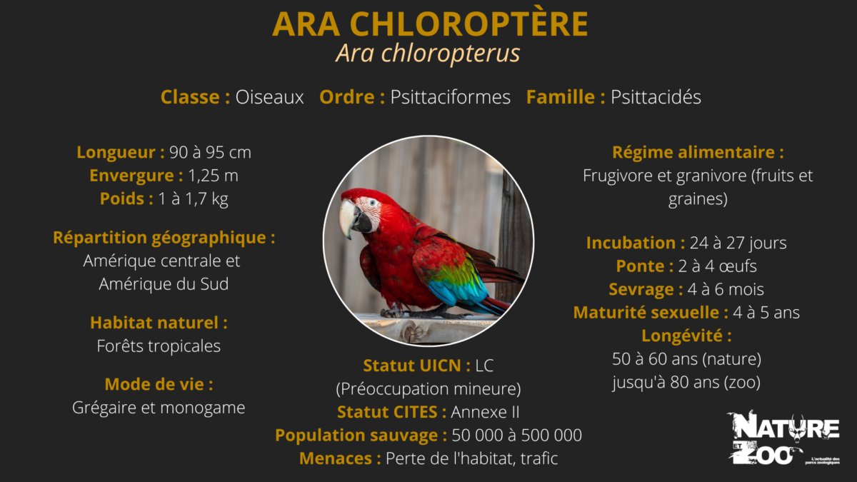 Ara Chloropt re Nature Et Zoo L actualit Des Parcs Zoologiques ara-chloropt-re-nature-et-zoo-l-actualit-des-parcs-zoologiques