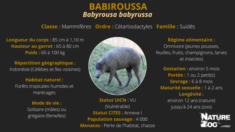 Babiroussa - Nature et Zoo : l'actualité des parcs zoologiques