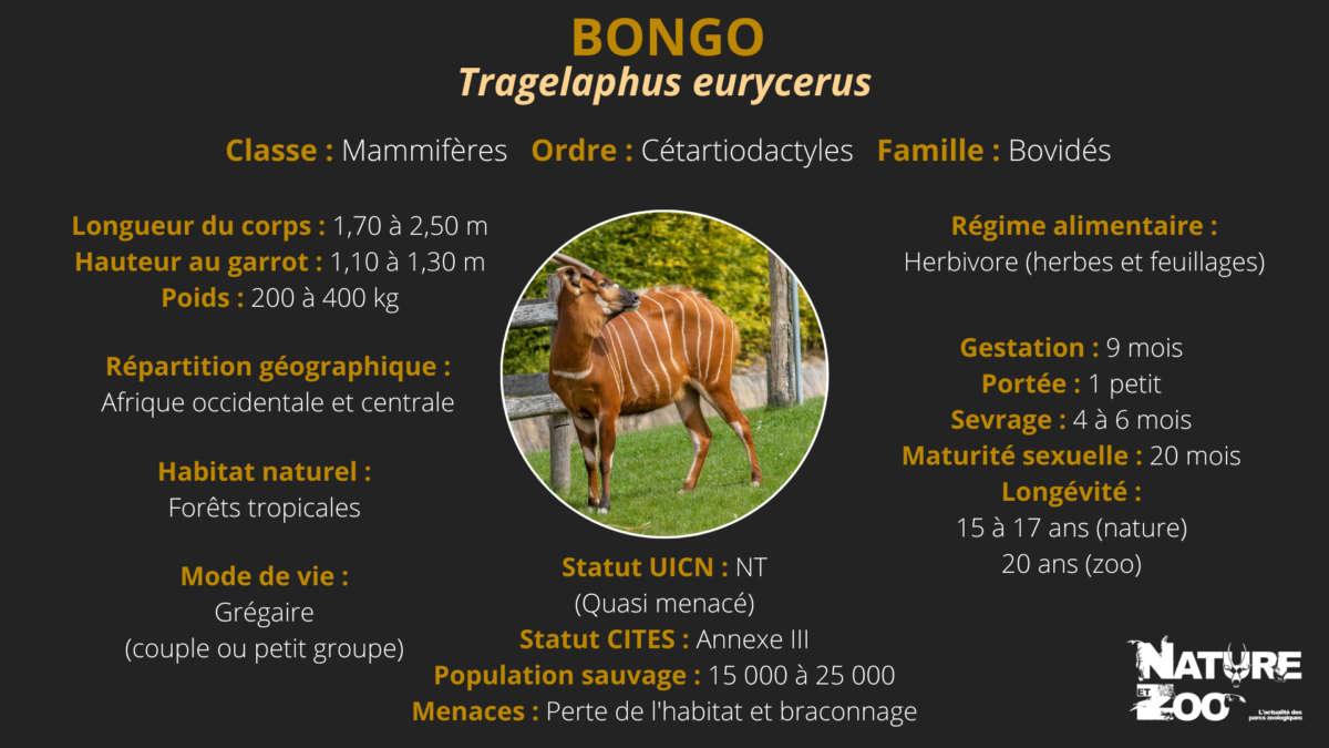 Bongo - Nature et Zoo : l'actualité des parcs zoologiques