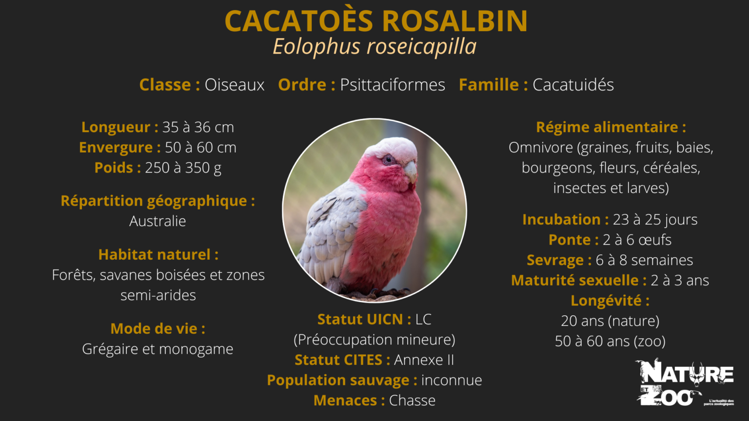 Cacatoès rosalbin - Nature et Zoo : l'actualité des parcs zoologiques