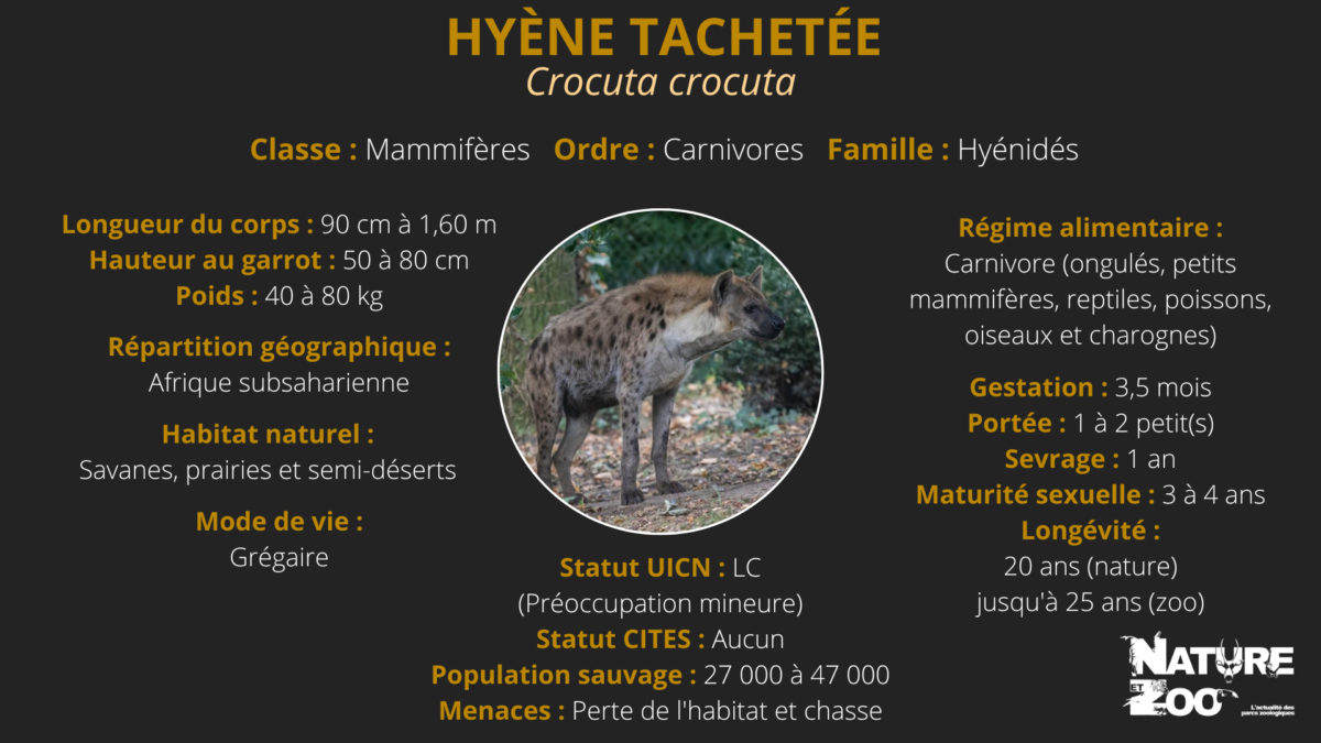 Hyène tachetée - Nature et Zoo : l'actualité des parcs zoologiques