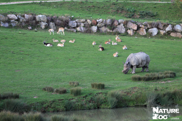 Liste des animaux dans les zoos - Nature et Zoo : l'actualité des zoos