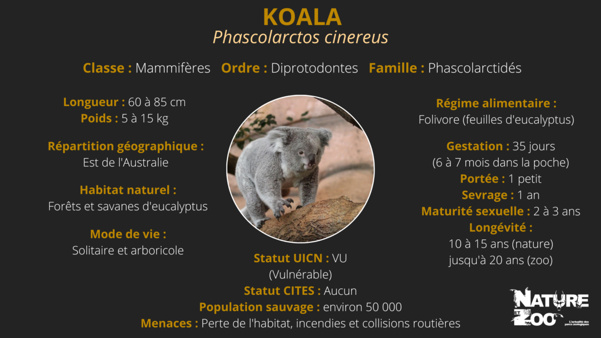 Koala - Nature et Zoo : l'actualité des parcs zoologiques