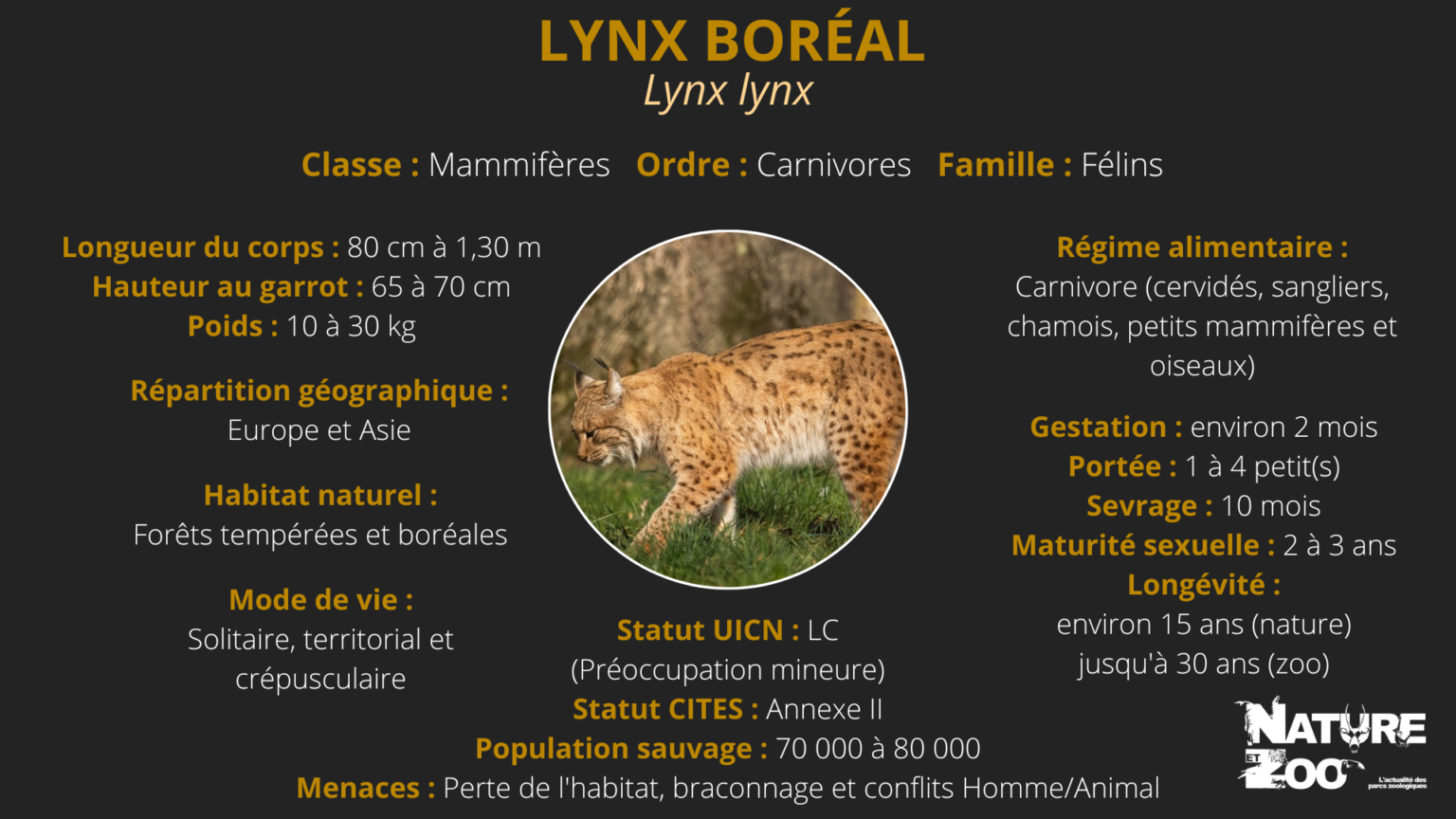 Lynx boréal - Nature et Zoo : l'actualité des parcs zoologiques