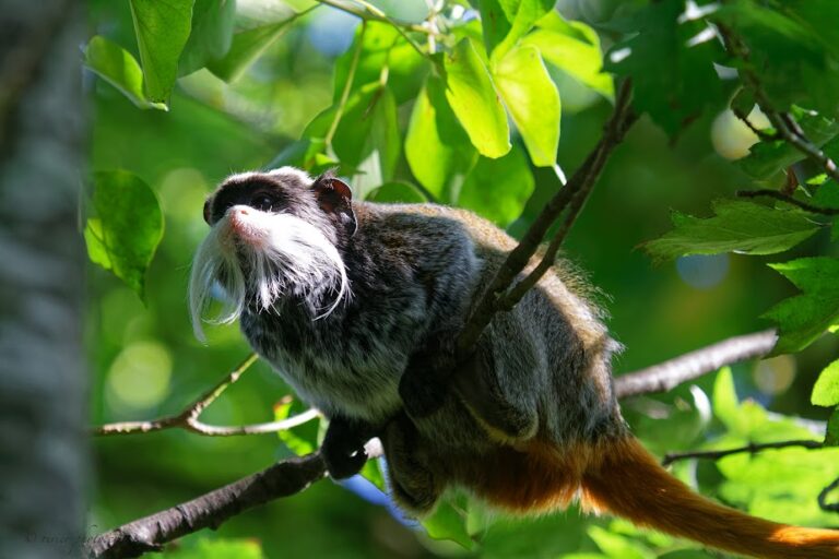 Tamarin empereur - Nature et Zoo : l'actualité des zoos en France