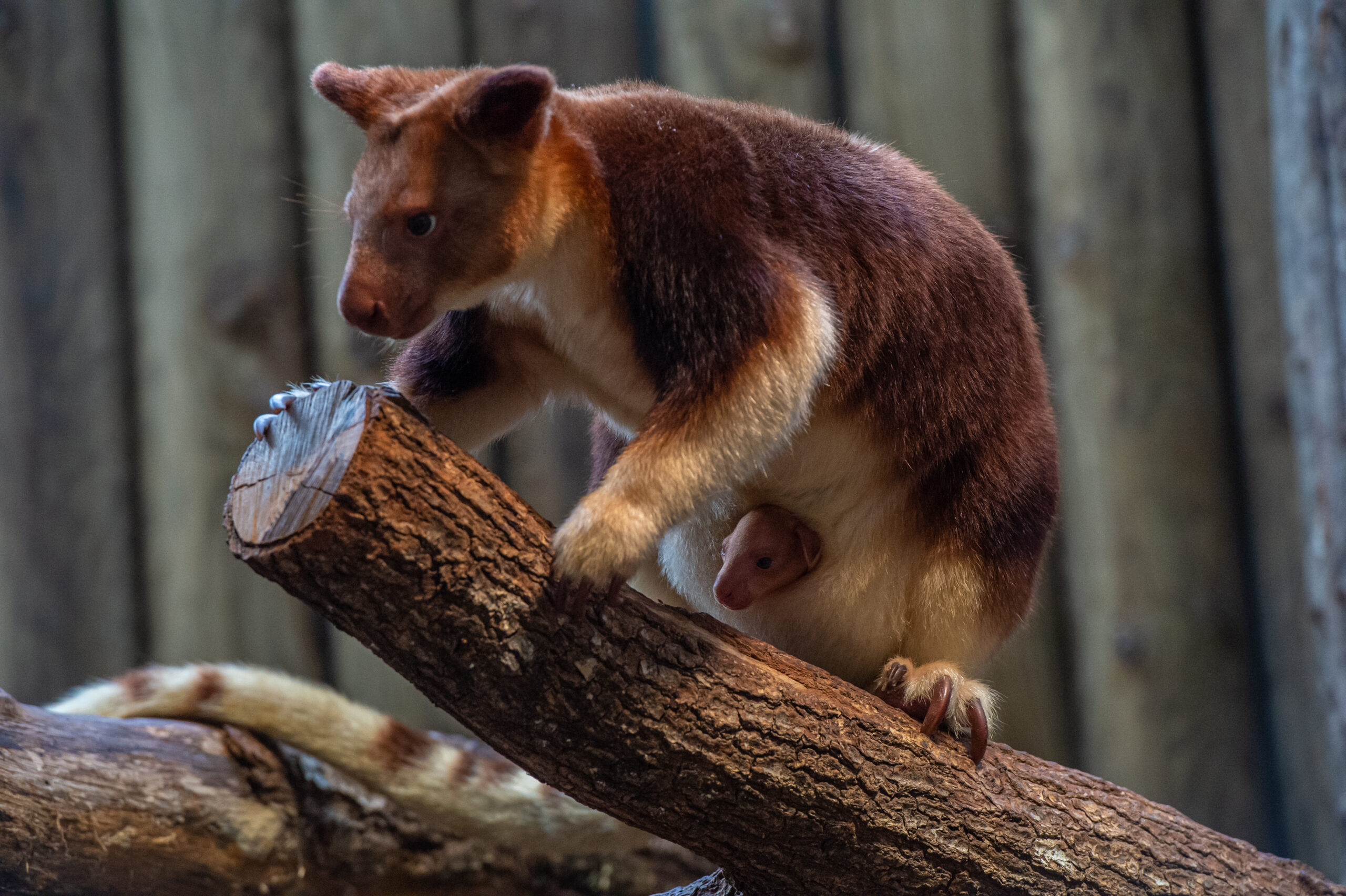 Naissance d'un petit kangourou arboricole à la Ménagerie du Jardin des ...
