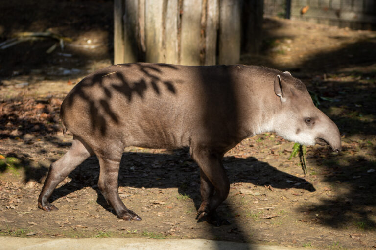 Tapir terrestre - Nature et Zoo : l'actualité des parcs zoologiques