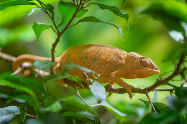 Caméléon panthère - Nature et Zoo : l'actualité des zoos en France