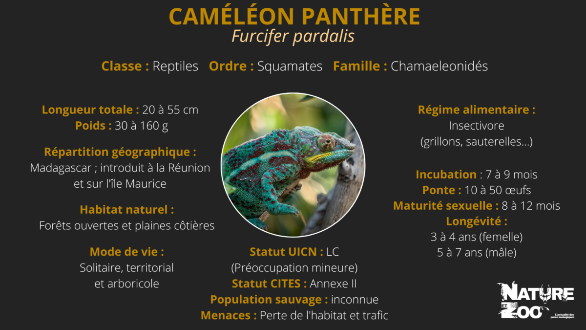 Caméléon panthère - Nature et Zoo : l'actualité des zoos en France
