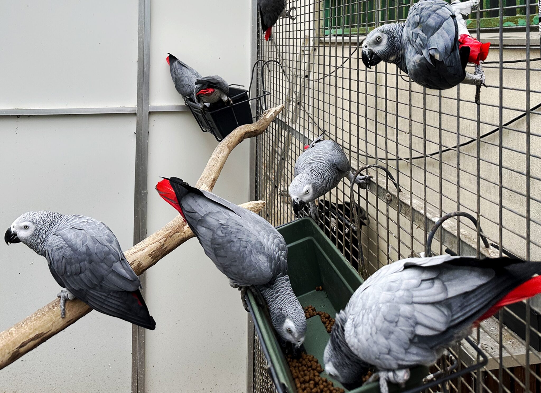 La Parrot Wildlife Foundation lance un appel aux dons pour les Gris du ...