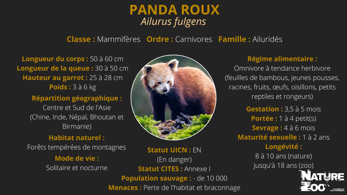 Panda roux - Nature et Zoo : l'actualité des parcs zoologiques