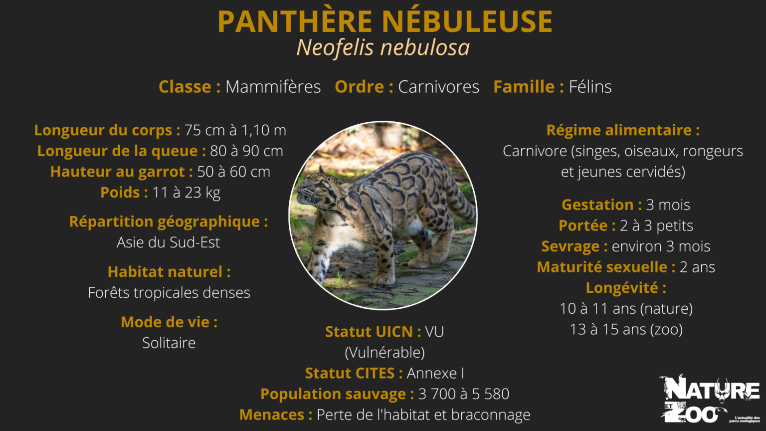 Panthère nébuleuse - Nature et Zoo : l'actualité des zoos en France