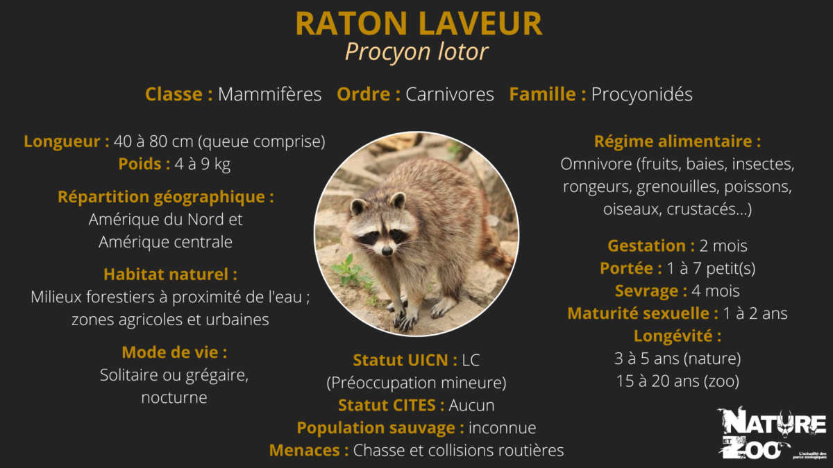Raton laveur - Nature et Zoo : l'actualité des parcs zoologiques