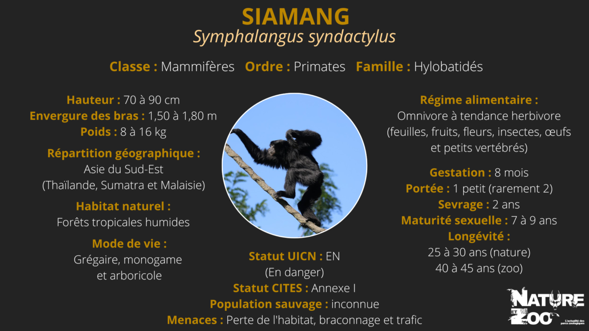 Siamang - Nature et Zoo : l'actualité des parcs zoologiques
