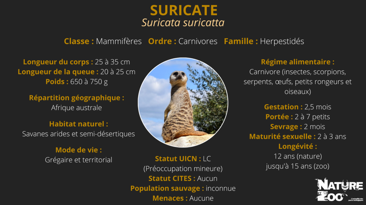 Suricate - Nature et Zoo : l'actualité des parcs zoologiques