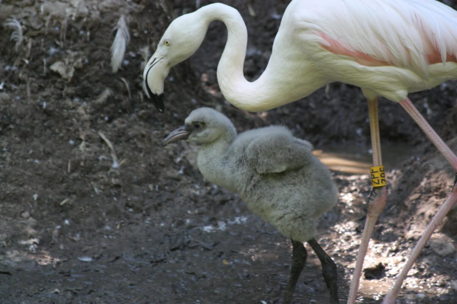 Flamant rose - Nature et Zoo : l'actualité des parcs zoologiques