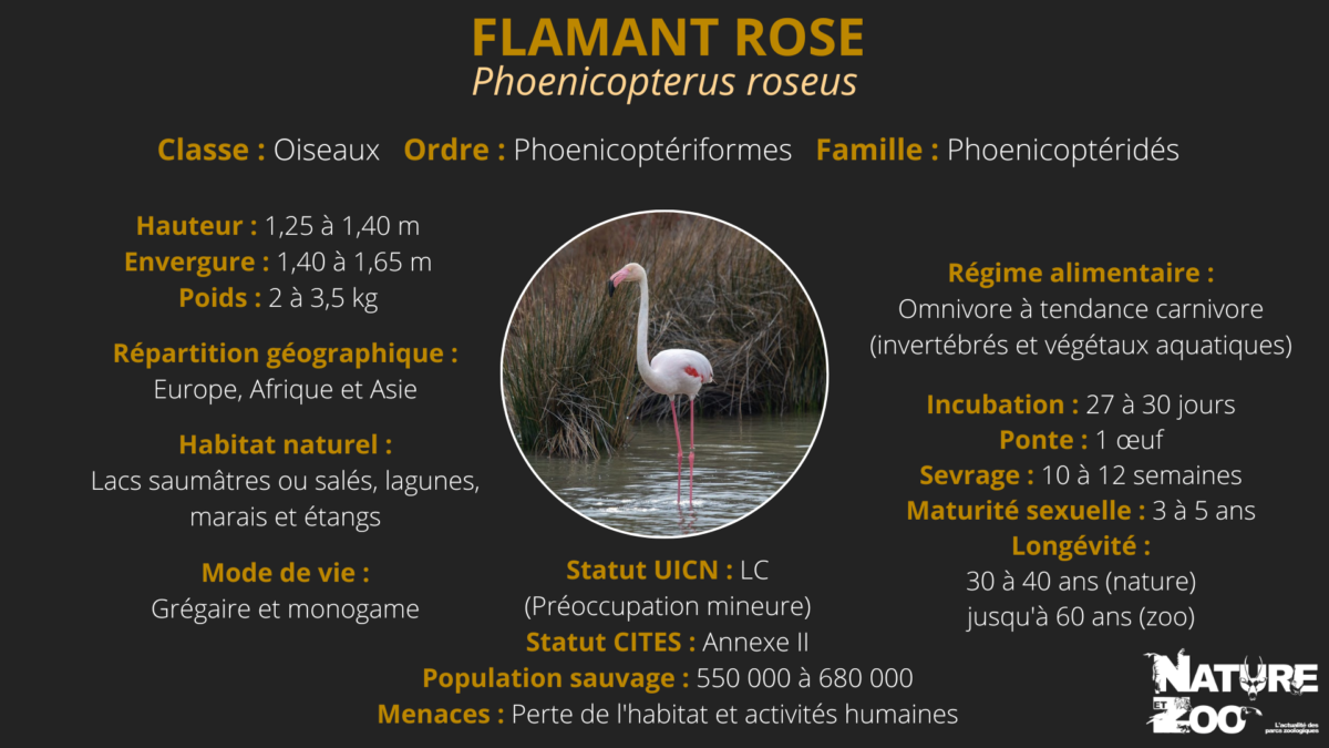Flamant rose - Nature et Zoo : l'actualité des parcs zoologiques