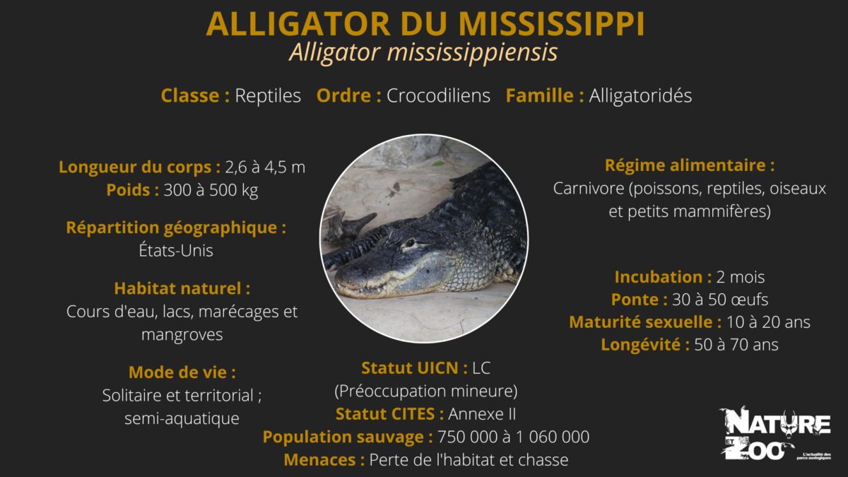 Alligator du Mississippi - Nature et Zoo : l'actualité des zoos