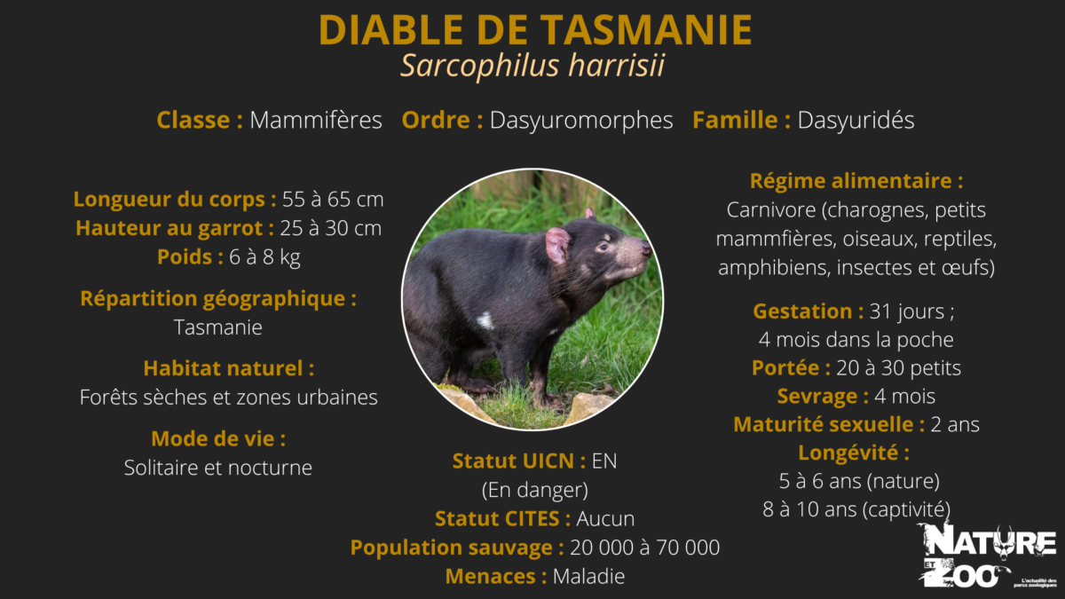 Diable de Tasmanie - Nature et Zoo : l'actualité des zoos en France