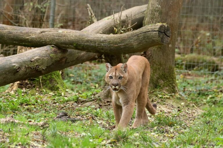 Puma - Nature et Zoo : l'actualité des parcs zoologiques