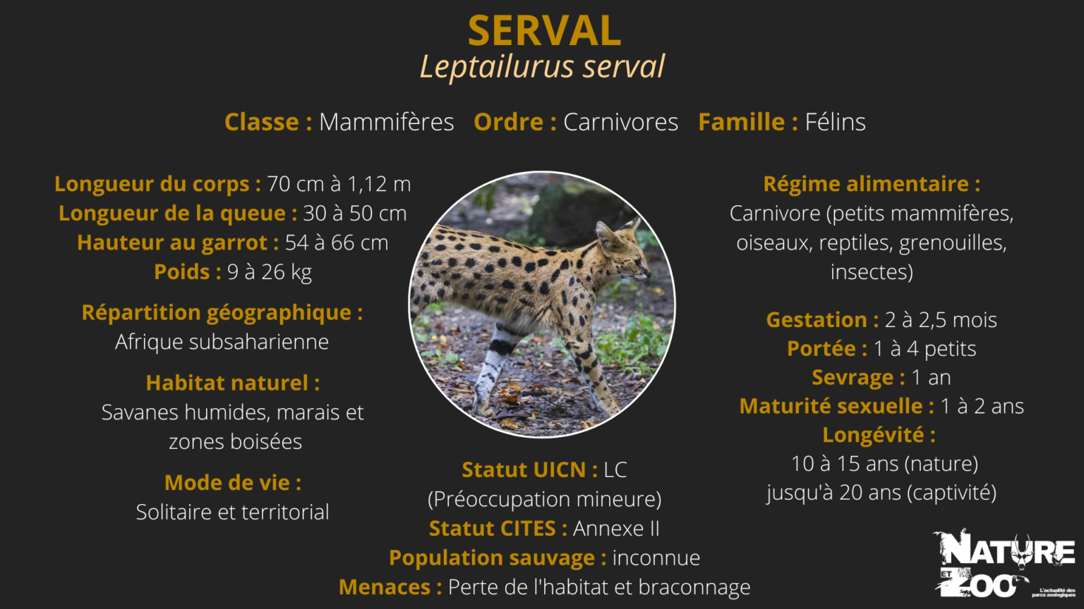 Serval - Nature et Zoo : l'actualité des parcs zoologiques