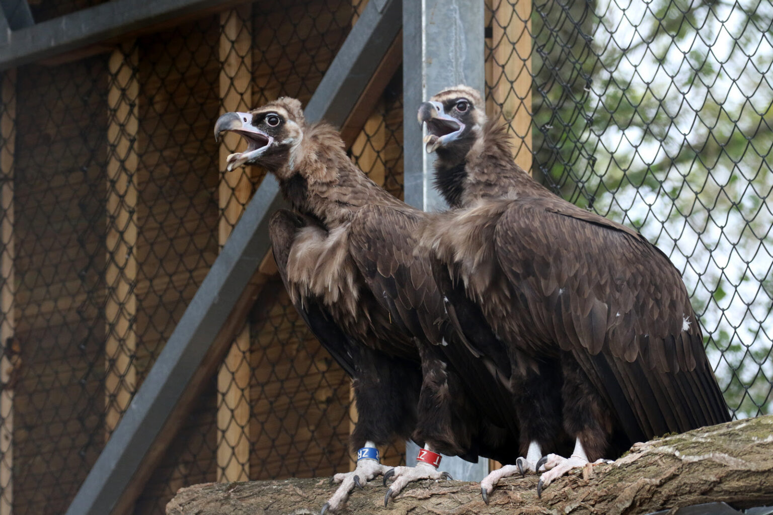 Première naissance d'un vautour moine dans le centre de reproduction du ...