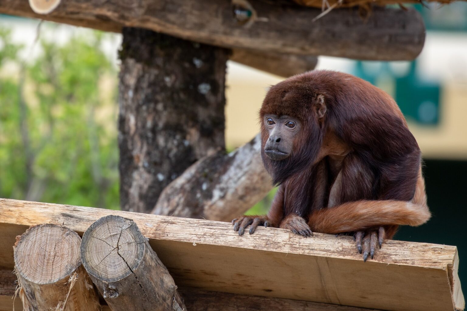 La Grande Volière Sud-Américaine : l'imposante nouveauté 2023 du Zoo de ...