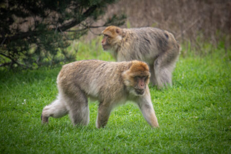 Magot - Nature et Zoo