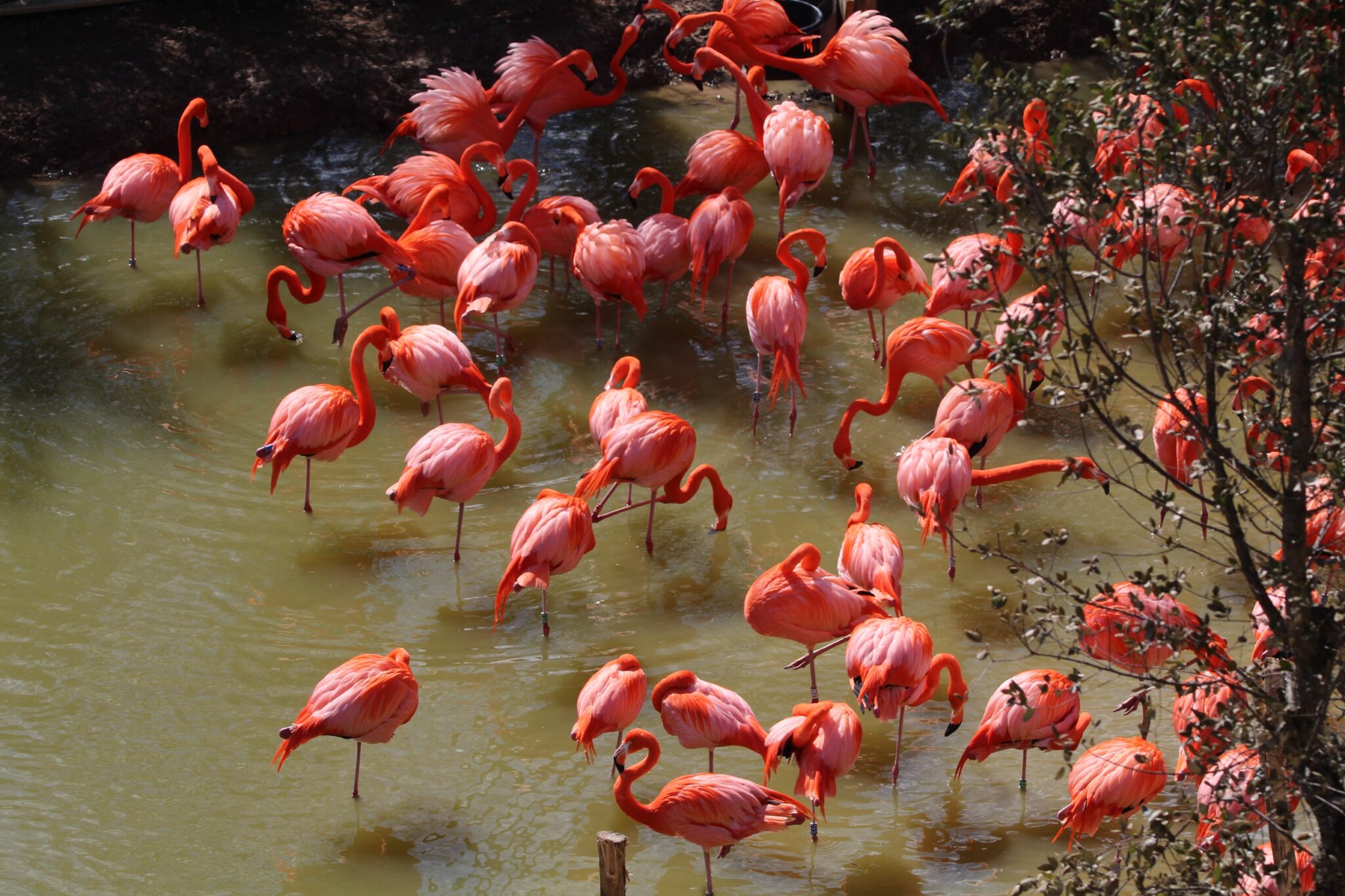 La Grande Volière Sud-Américaine : l'imposante nouveauté 2023 du Zoo de ...