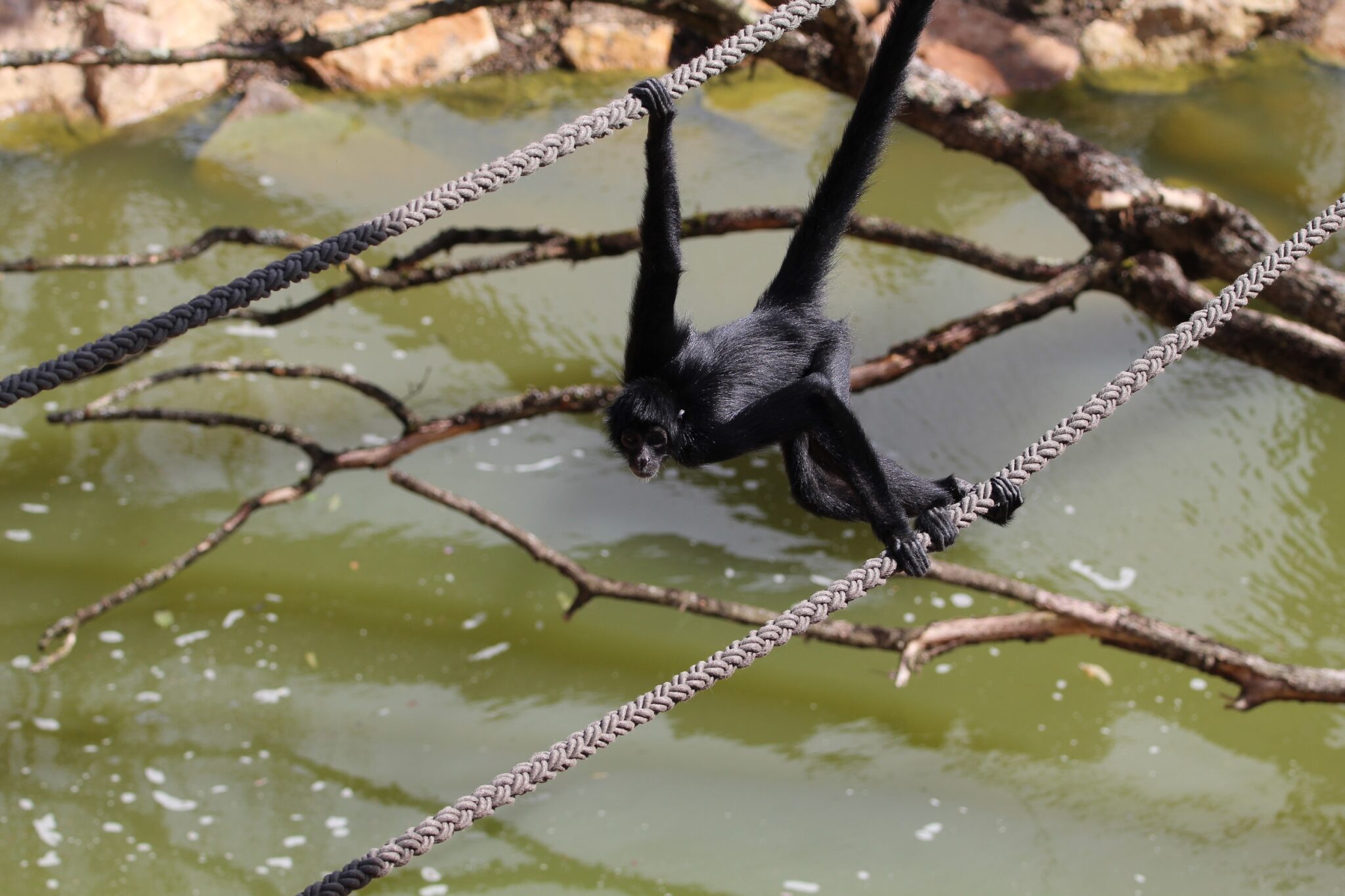 La Grande Volière Sud-Américaine : l'imposante nouveauté 2023 du Zoo de ...
