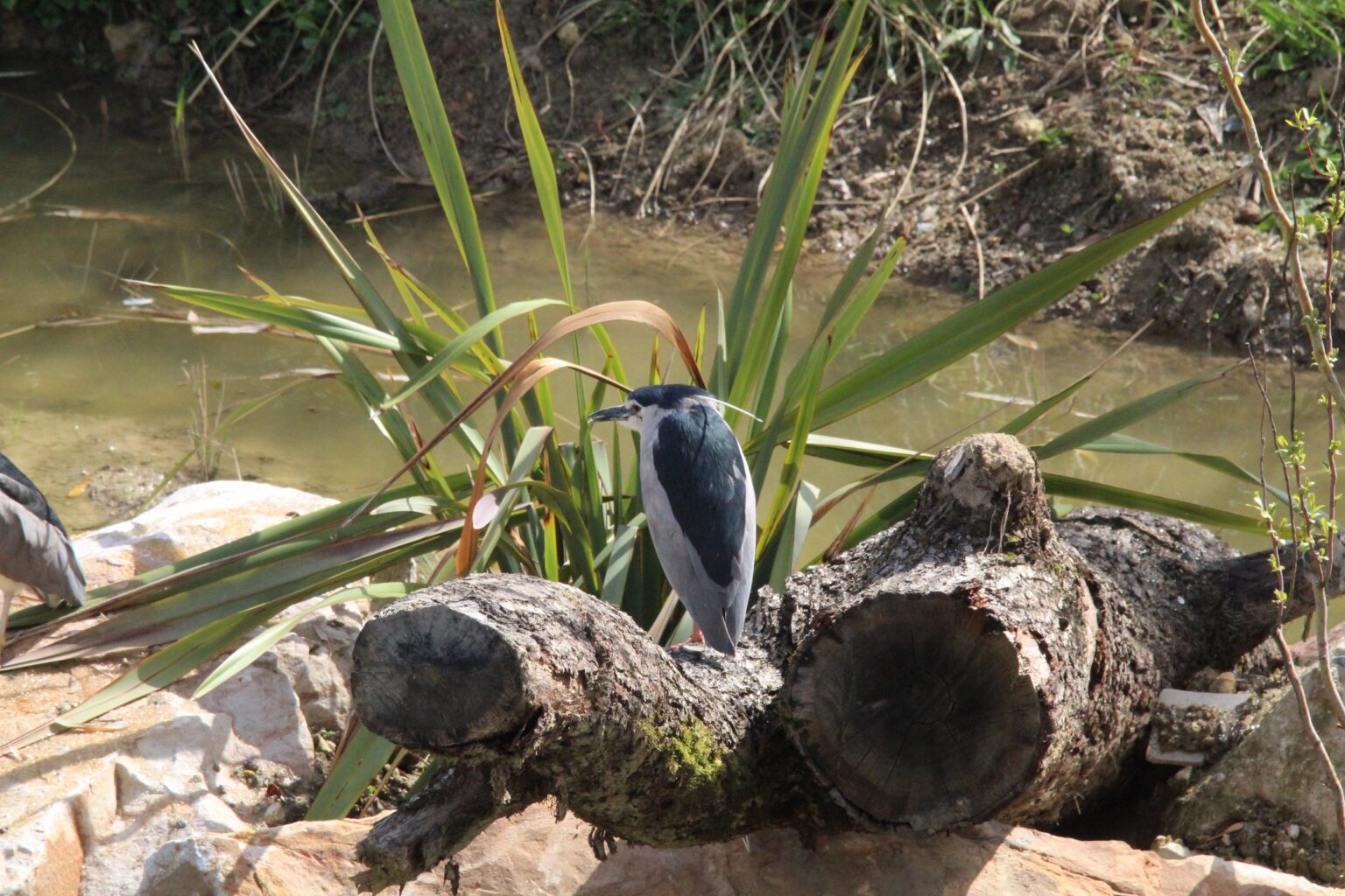 La Grande Volière Sud-Américaine : l'imposante nouveauté 2023 du Zoo de ...