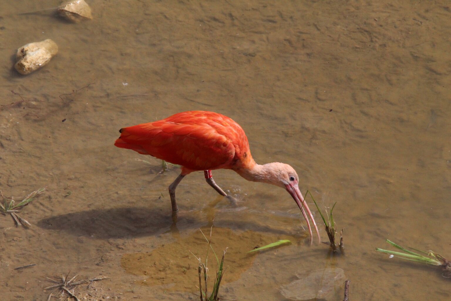 La Grande Volière Sud-Américaine : l'imposante nouveauté 2023 du Zoo de ...