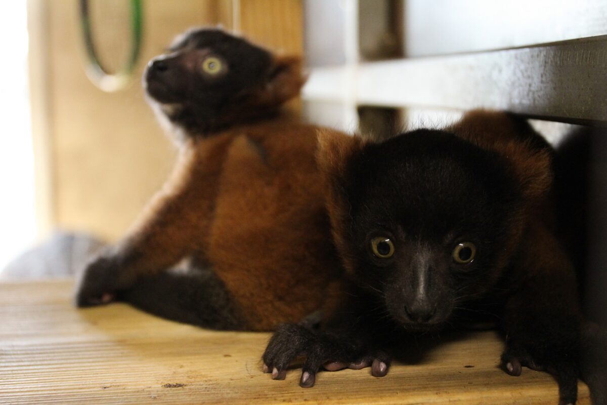 Naissance de trois petits varis roux au Parc animalier d'Auvergne ...