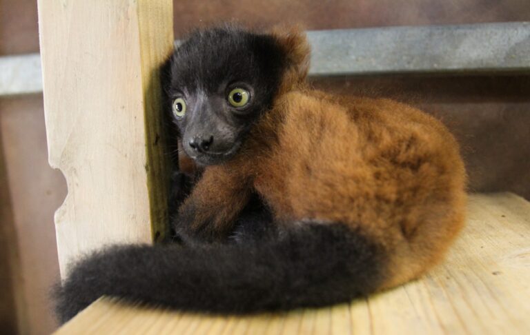 Naissance de trois petits varis roux au Parc animalier d'Auvergne ...