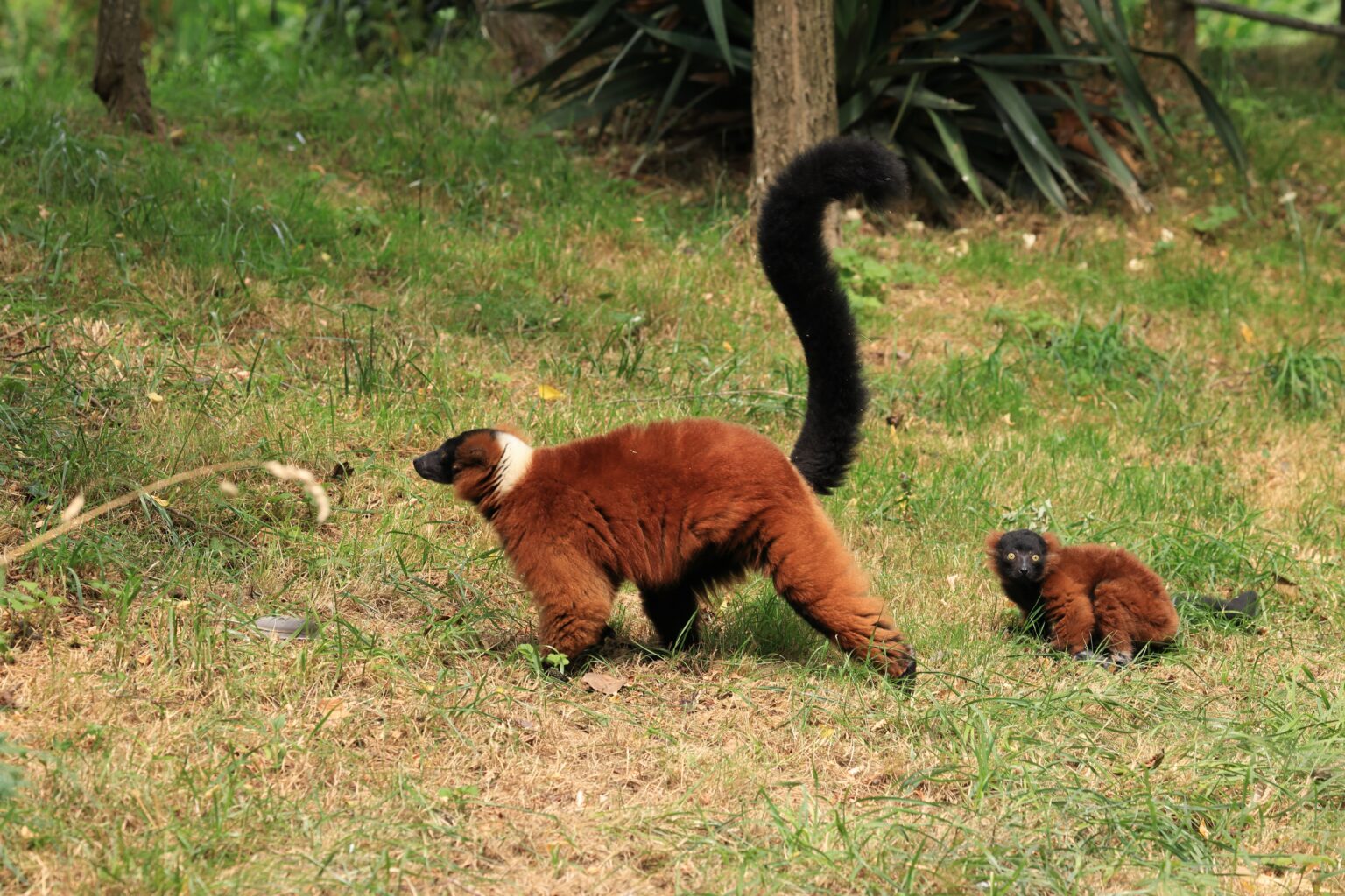 Un bébé vari roux est né au Bioparc de Doué-la-Fontaine - Nature et Zoo