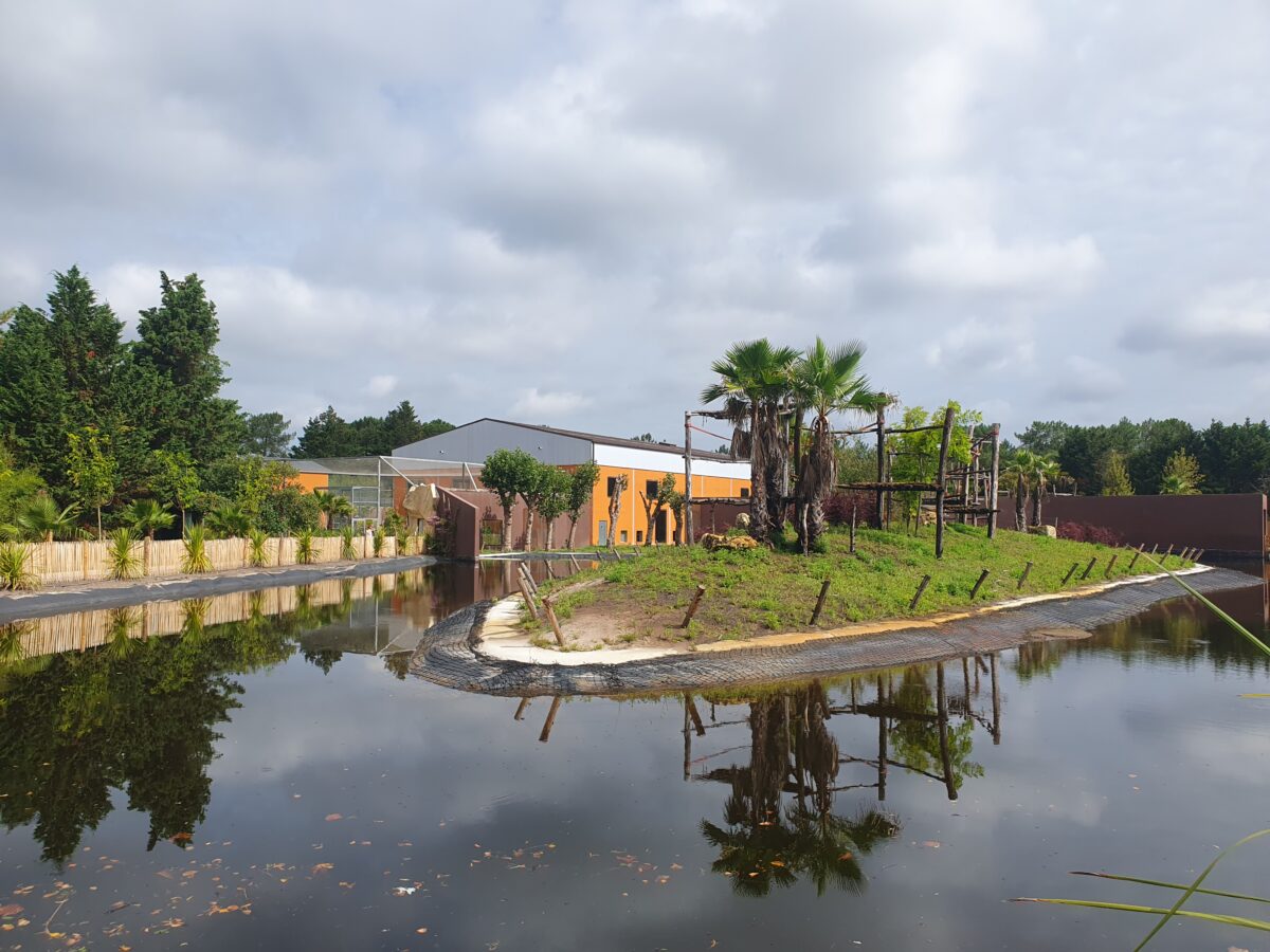 Le Zoo du Bassin d'Arcachon accueille ses premiers gorilles - Nature et Zoo