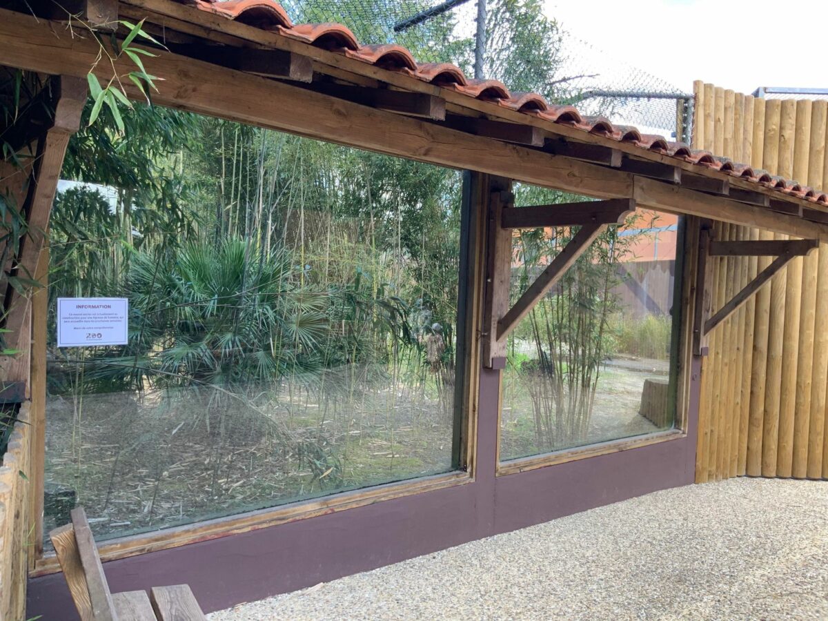 Le Zoo du Bassin d'Arcachon accueille ses premiers gorilles - Nature et Zoo