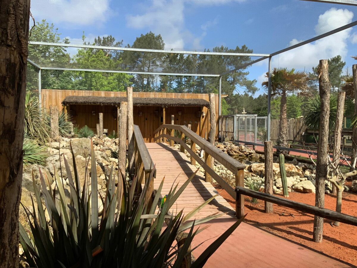 Le Zoo du Bassin d'Arcachon accueille ses premiers gorilles - Nature et Zoo