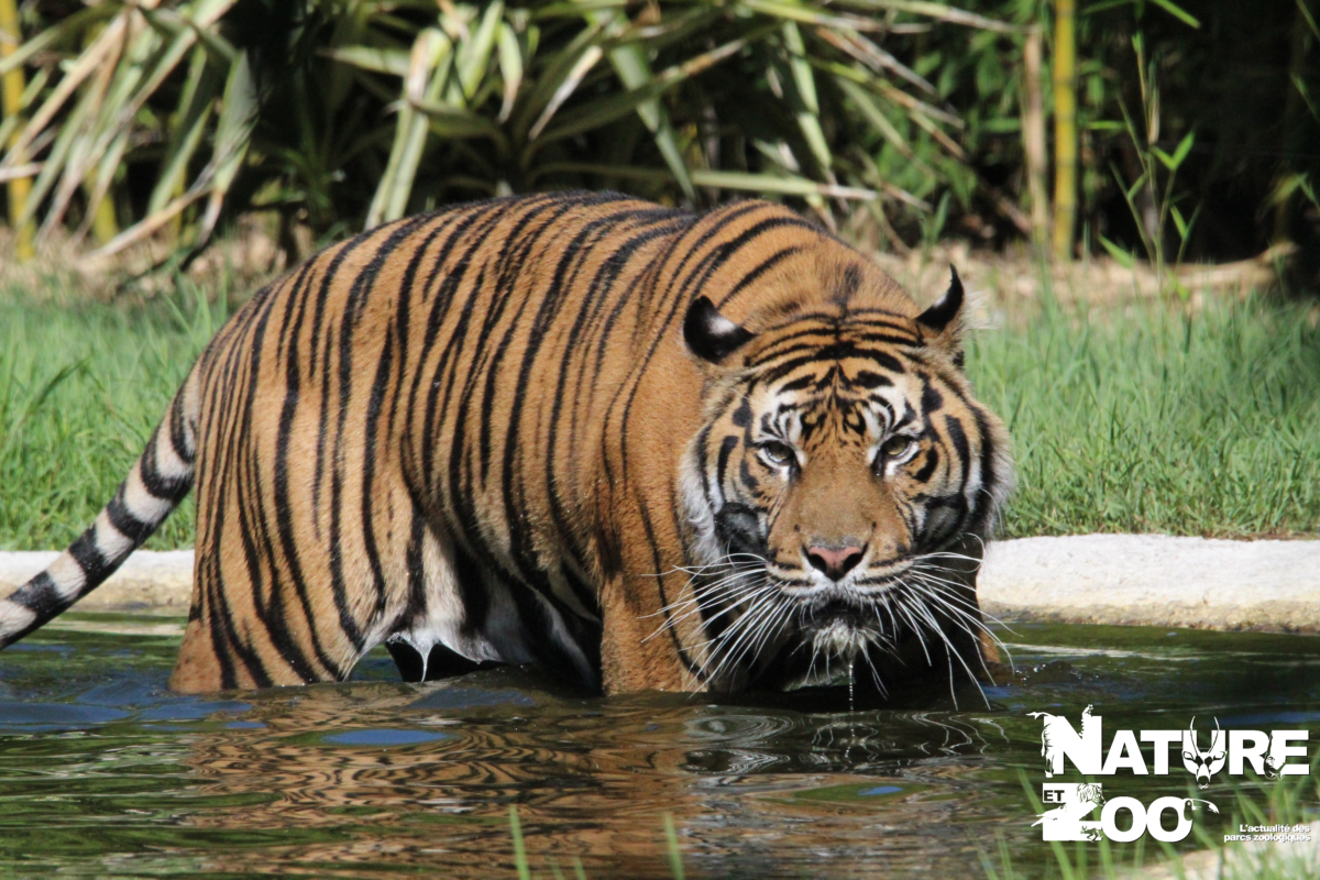 Le Zoo du Bassin d'Arcachon accueille ses premiers gorilles - Nature et Zoo