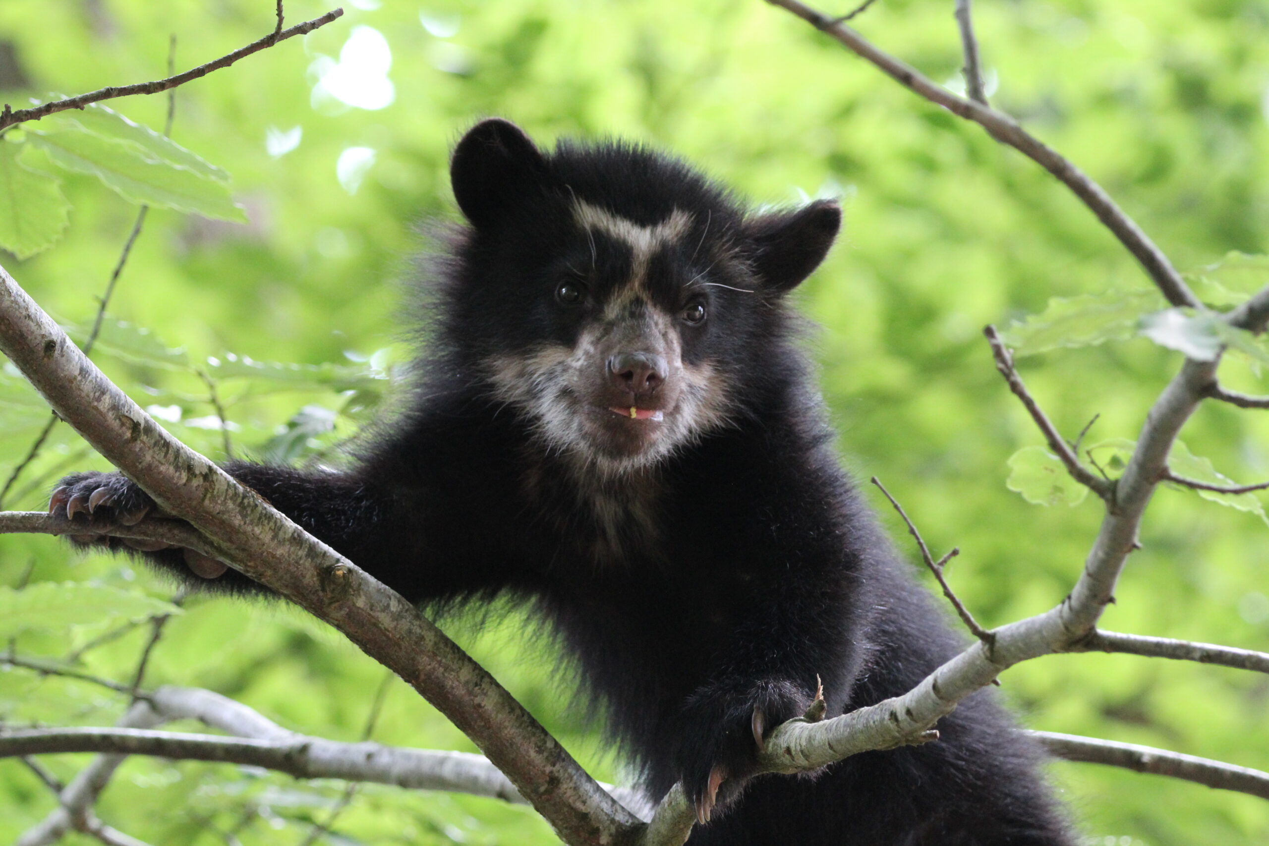La naissance d'oursons à lunettes au CERZA - Nature et Zoo