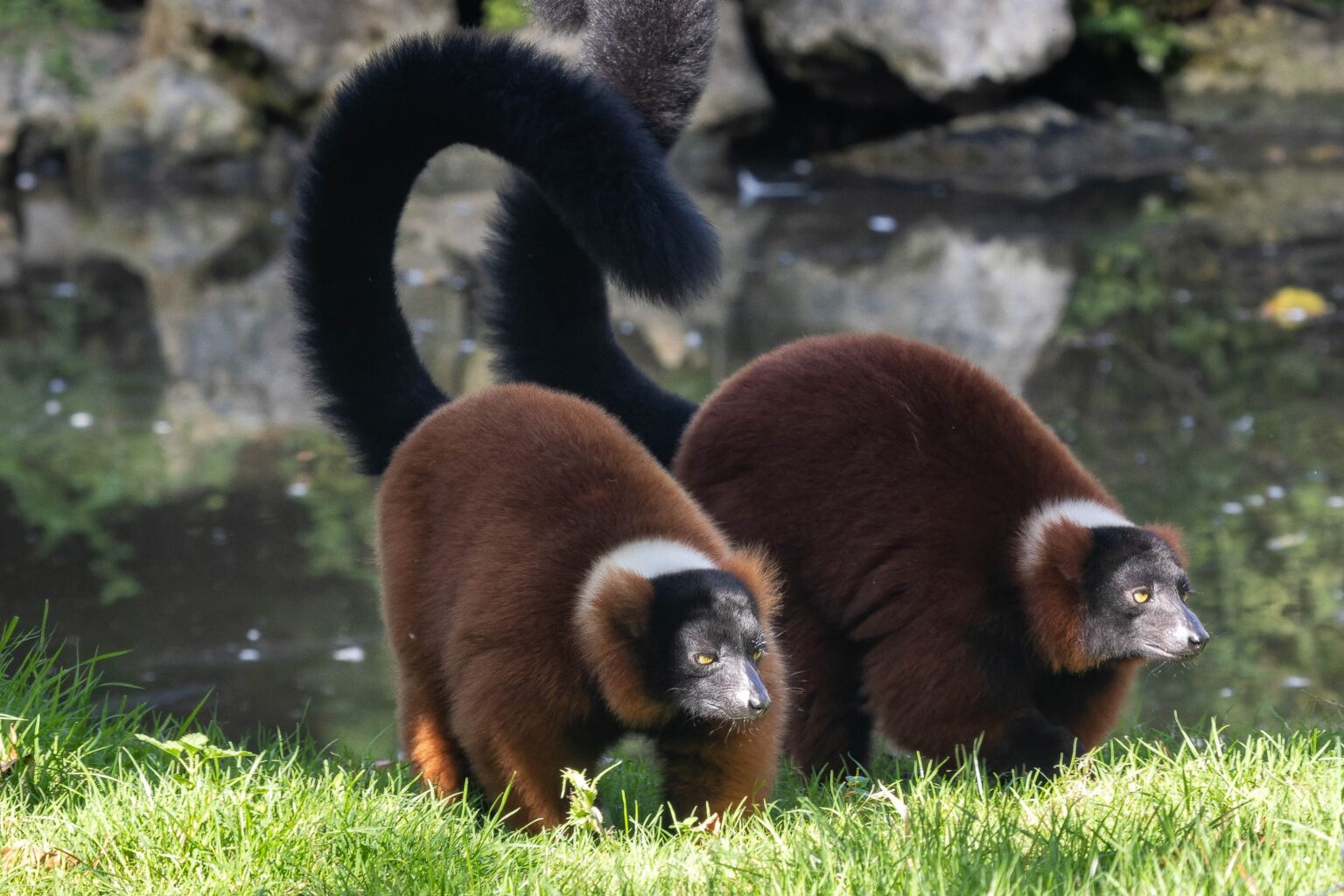 Vari roux - Nature et Zoo : l'actualité des parcs zoologiques