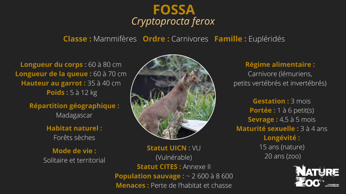 Fossa - Nature et Zoo
