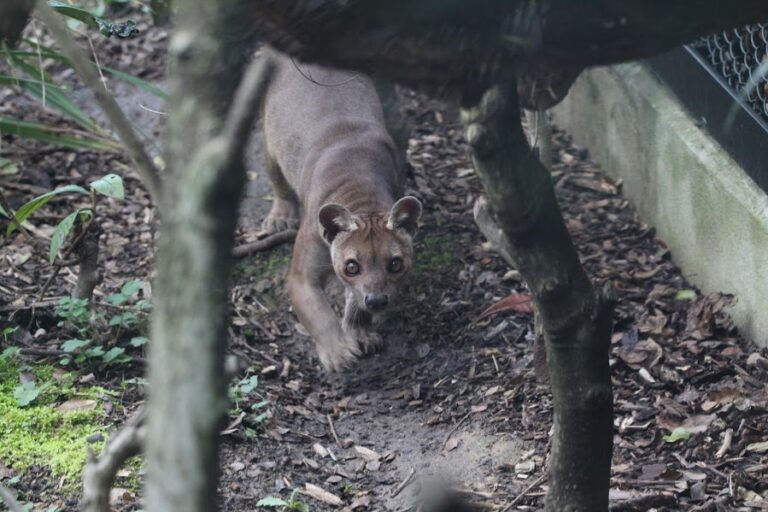 Fossa - Nature et Zoo