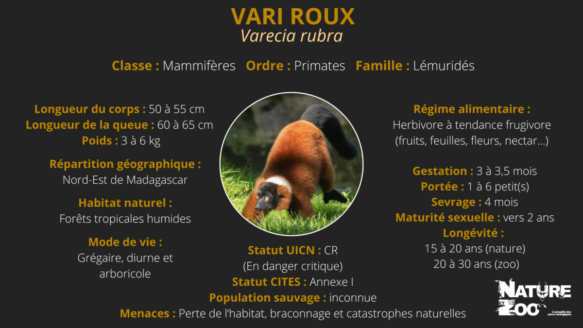 Vari roux - Nature et Zoo : l'actualité des parcs zoologiques