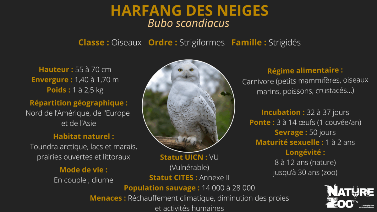 Harfang des neiges - Nature et Zoo : l'actualité des parcs zoologiques